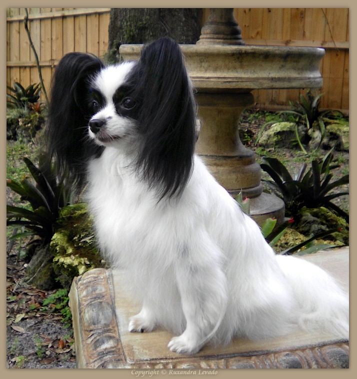 Magnolise Papillons - Raven